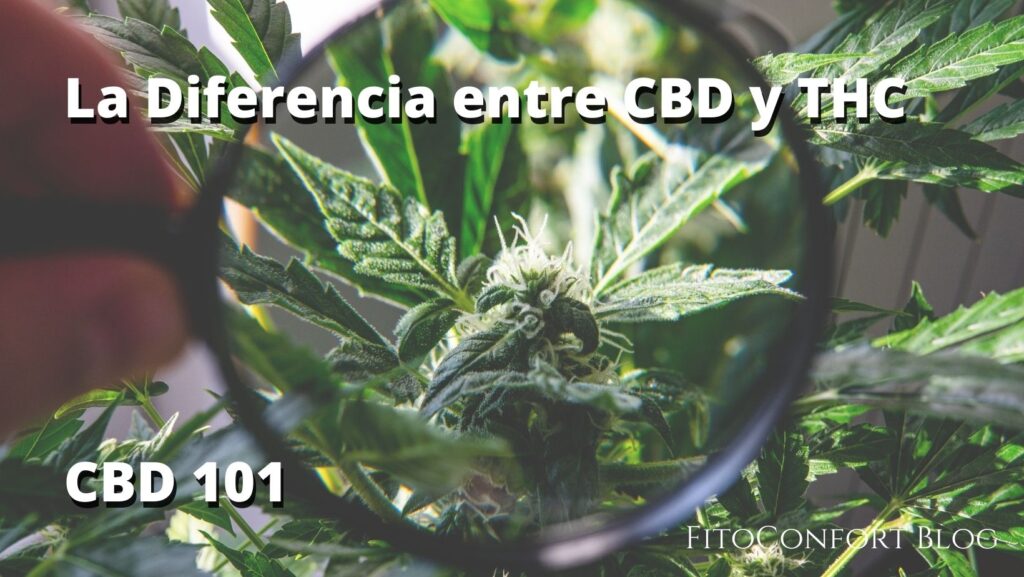 La diferencia entre CBD y THC – FitoConfort